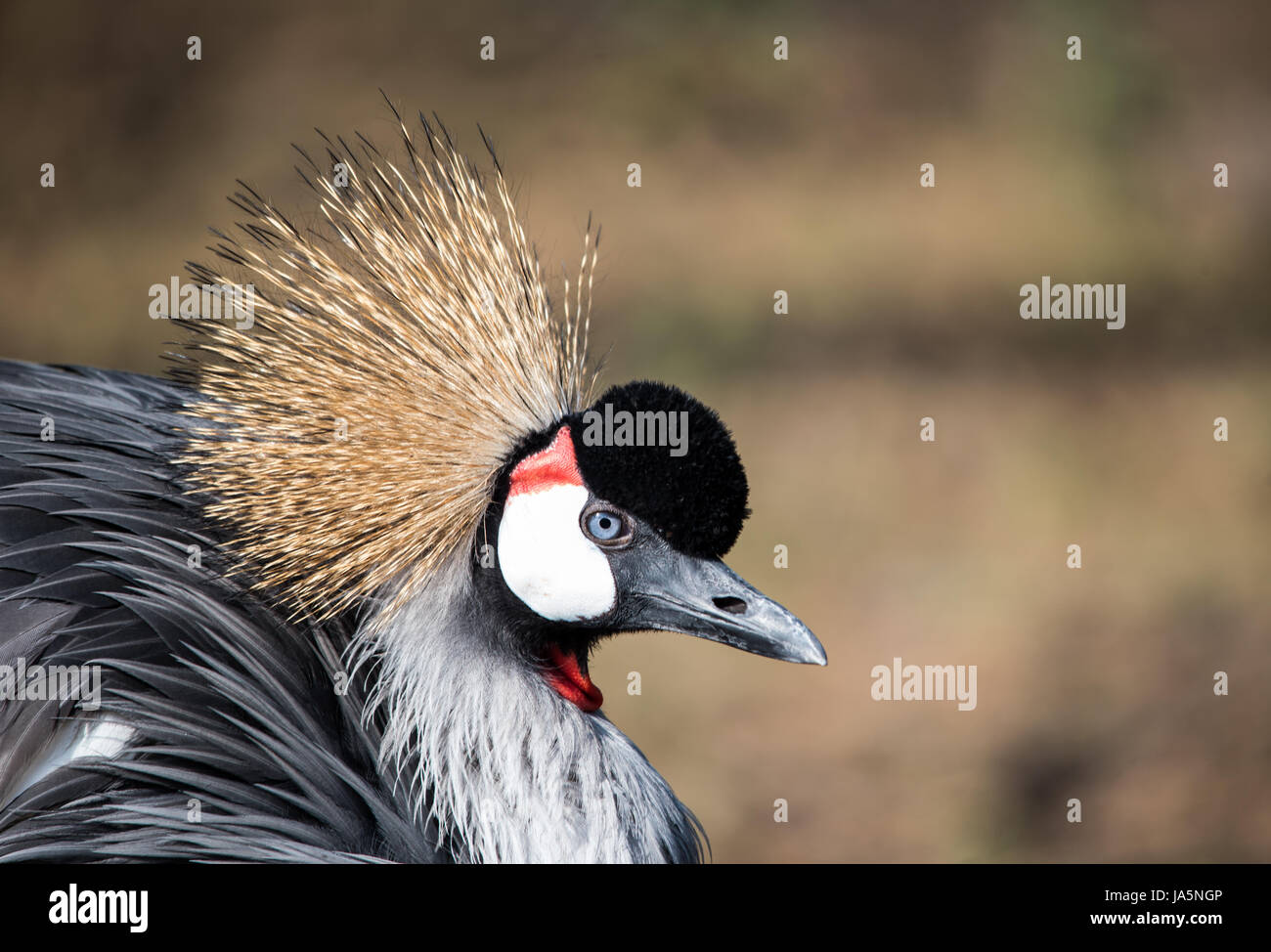 bird, africa, birds, feathers, crown, crane, grey, gray, bird, face ...