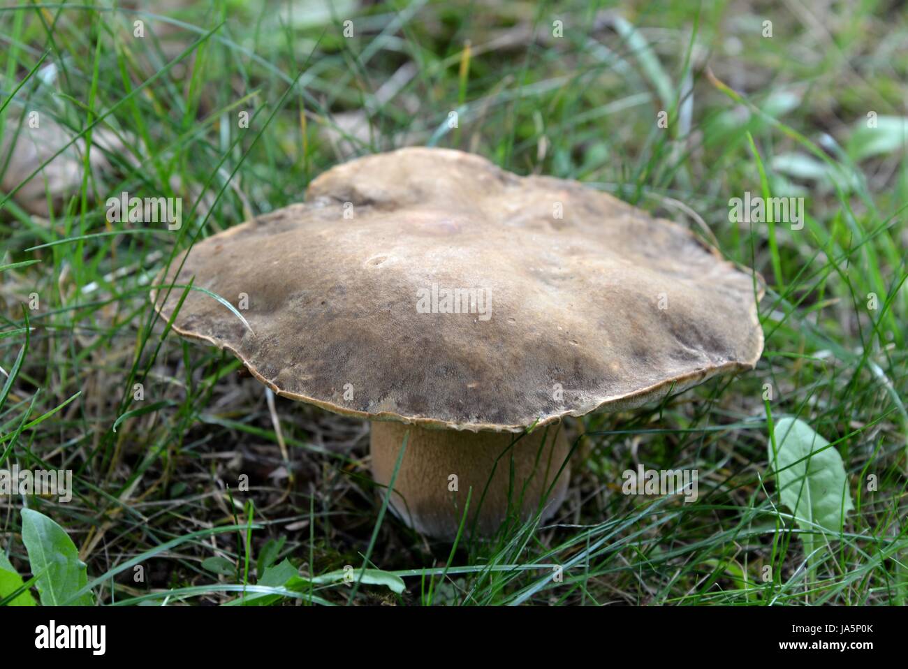 mushroom, fungus, toadstool, forest, nature, fall, autumn, closeup ...