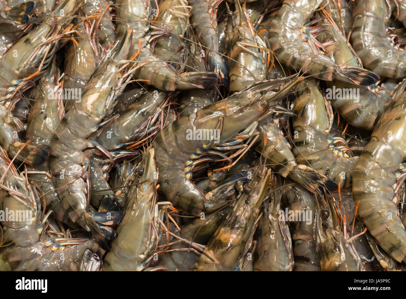 green wild tiger prawns sydney fish market australia Stock Photo - Alamy