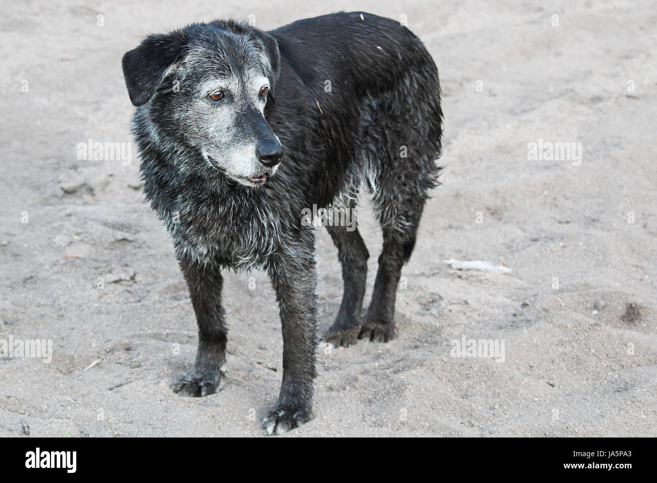A senior dog standing wet on the sand after a swim Stock Photo - Alamy