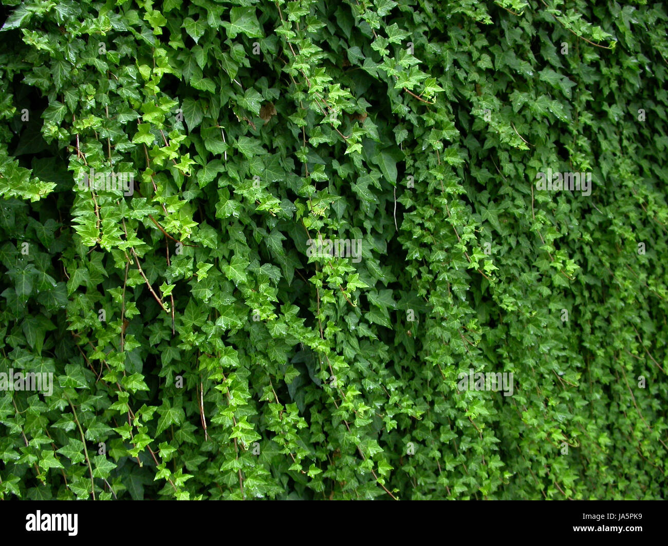 hedge, backdrop, background, nature, beautiful, beauteously, nice, leaf ...