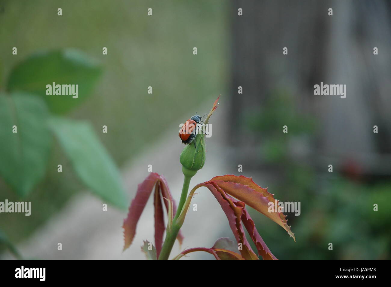 flower, rose, plant, dots, lice, useful, fly, flies, flys, flying ...