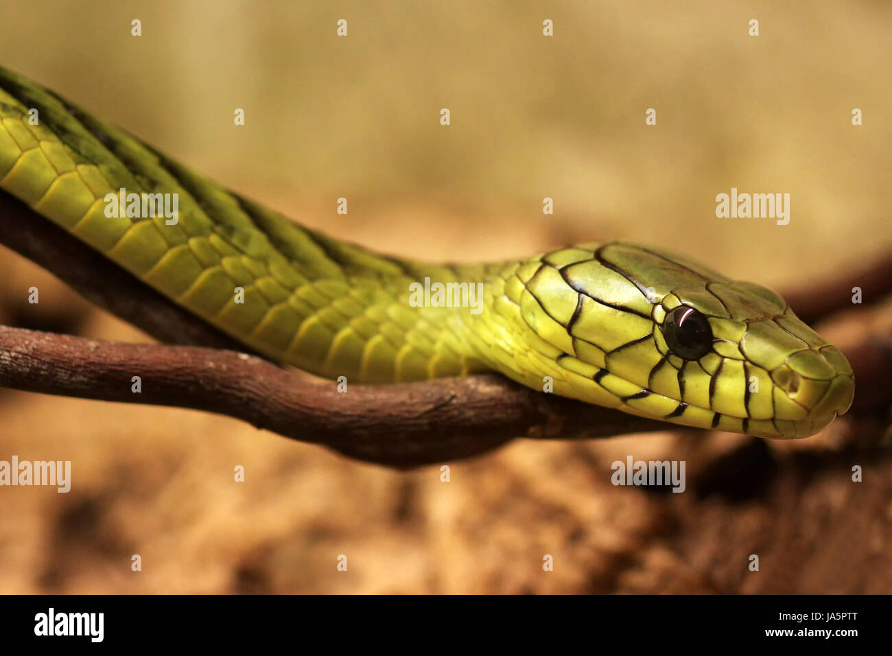 green, snake, poisonous snake, toxic, poisonous, green, eye, organ ...