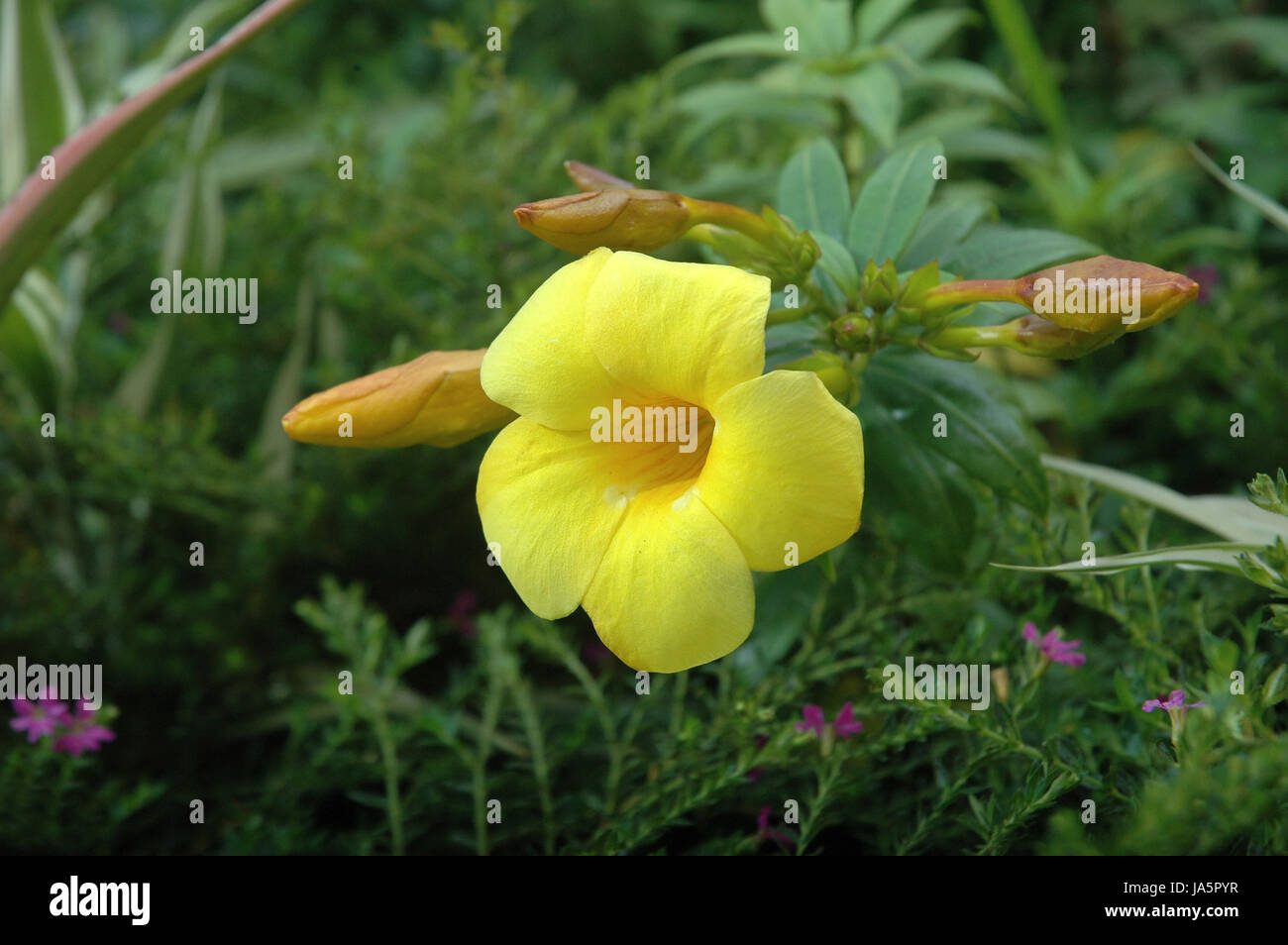 garden, flower, plant, bloom, blossom, flourish, flourishing, fresh ...