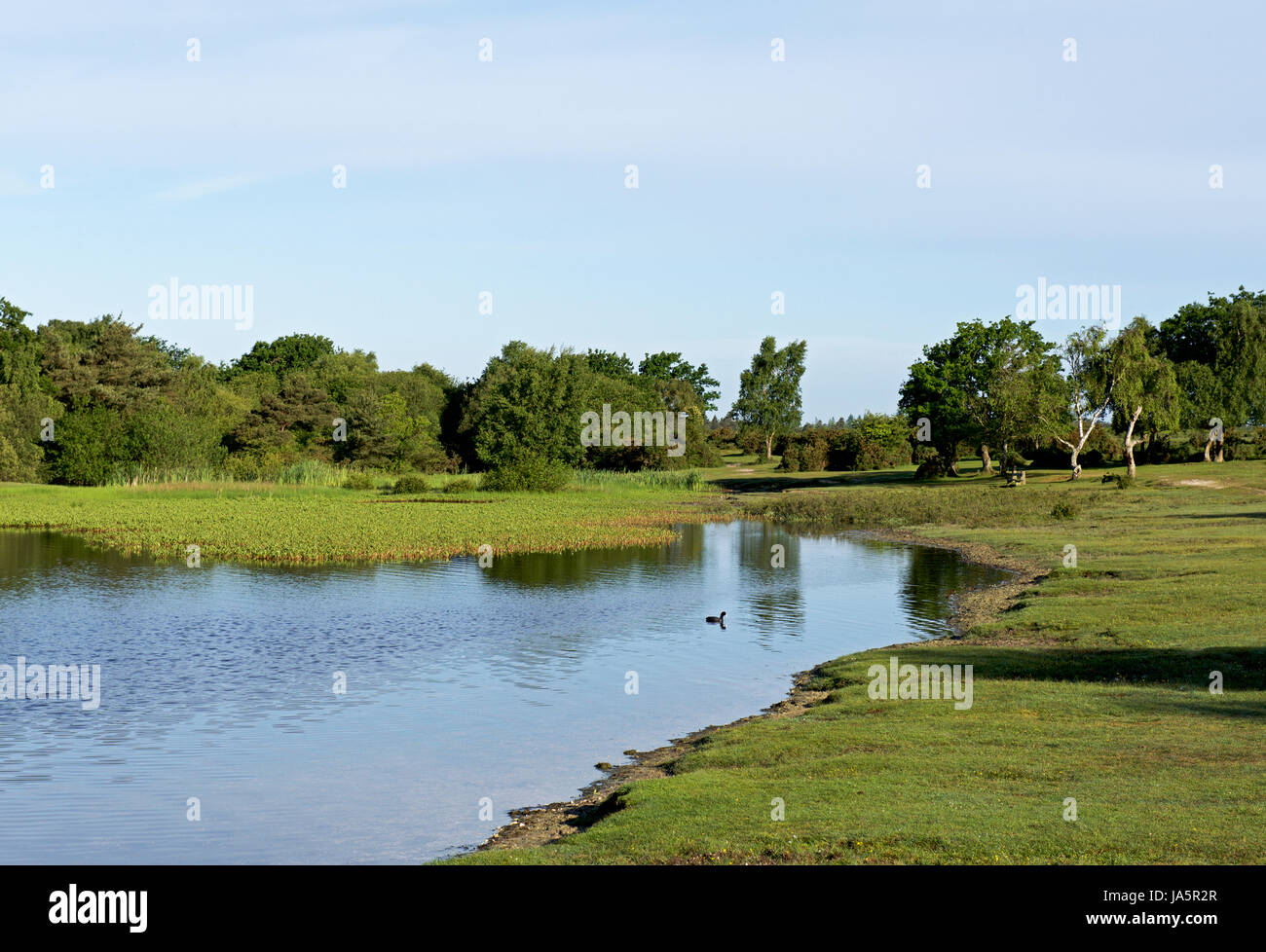Hatchet Pond, near Brockenhurst, New Forest, Hampshire, England UK ...