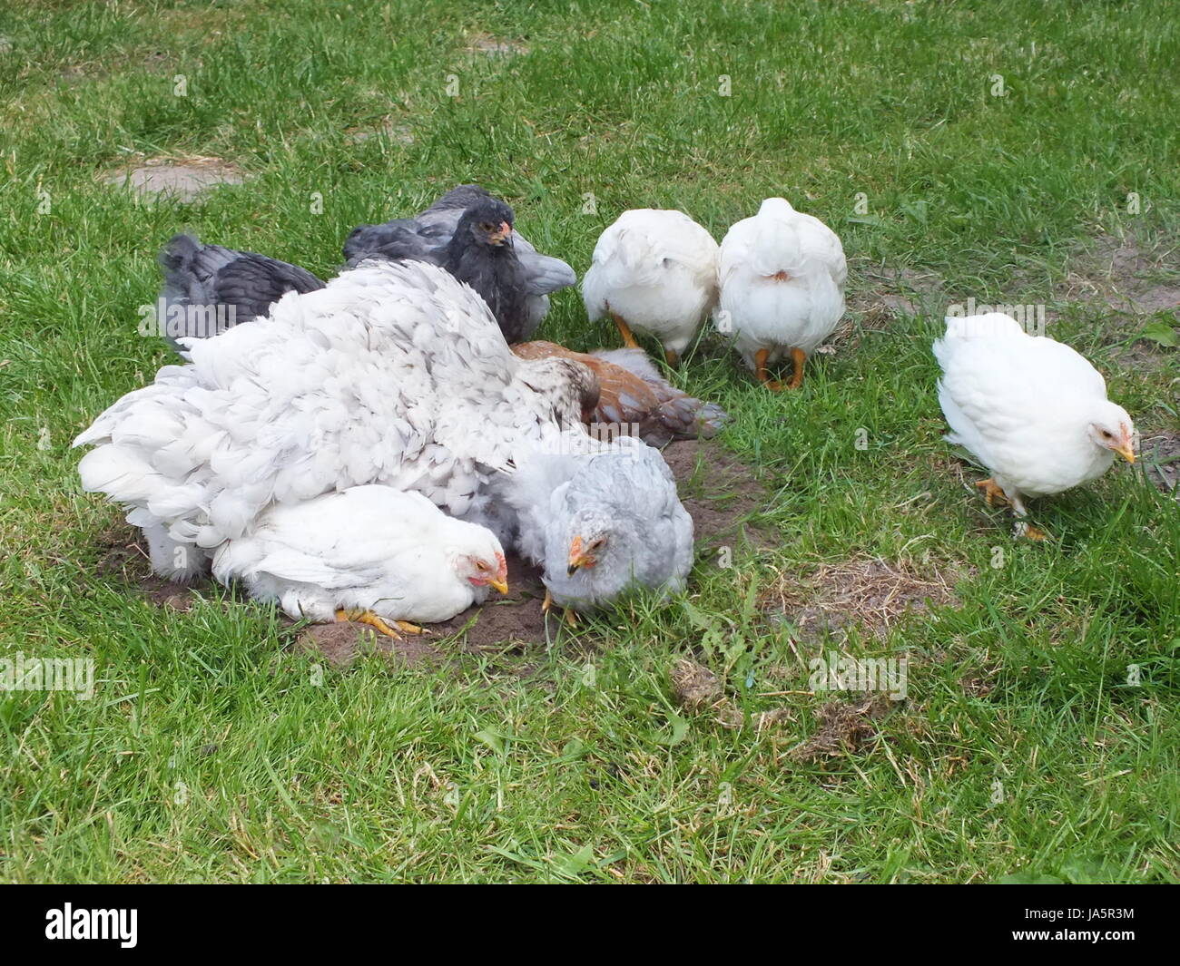 happy organic chickens,natural rearing Stock Photo - Alamy