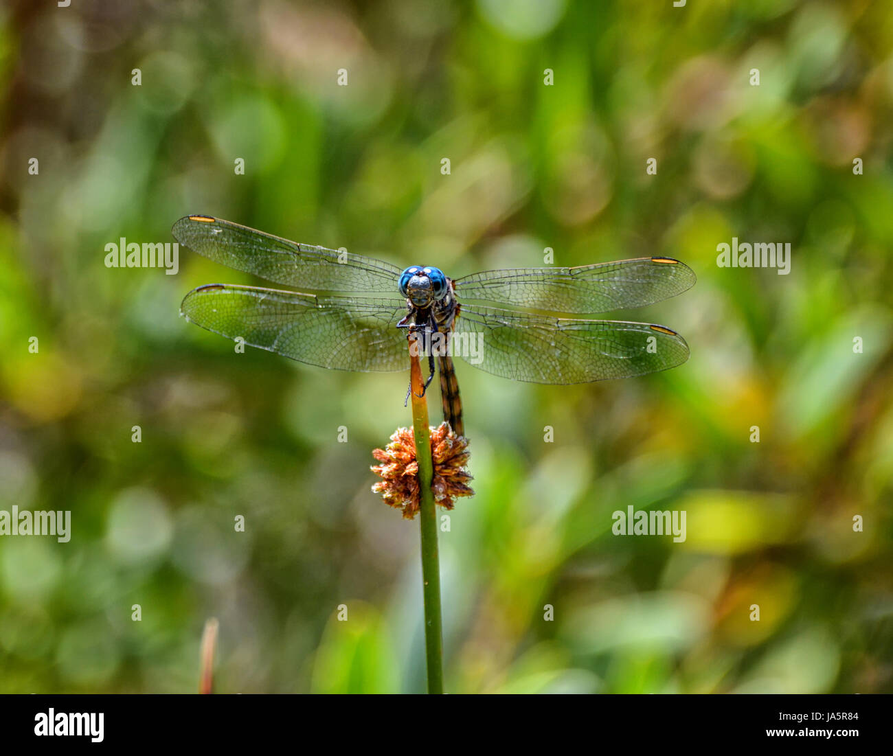 African dragonflies hi-res stock photography and images - Alamy