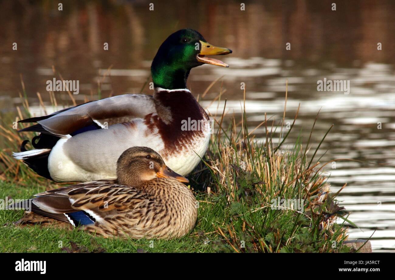Two mallard ducks in love Stock Photo - Alamy