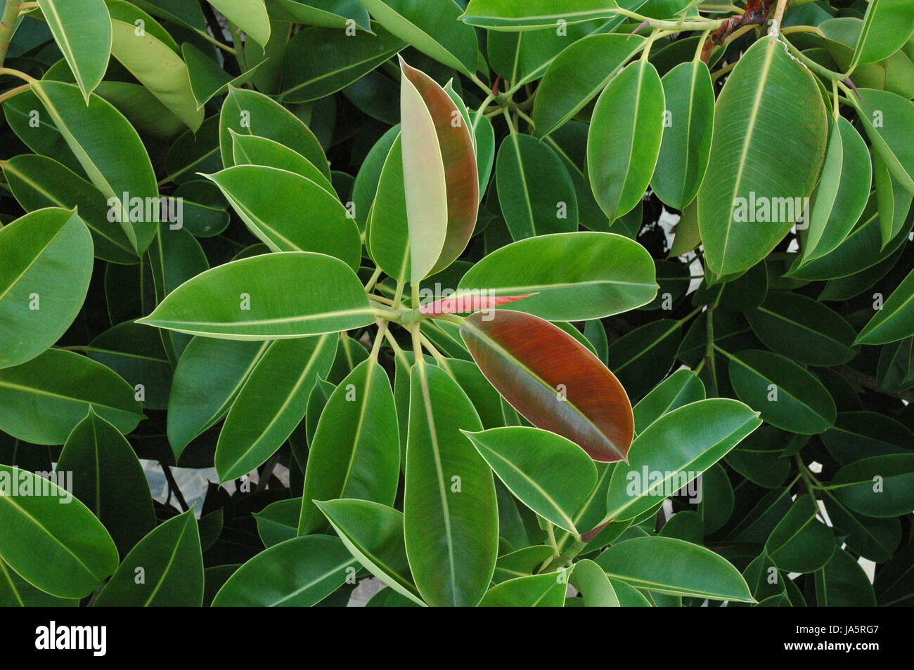 rubber tree leaves Stock Photo - Alamy
