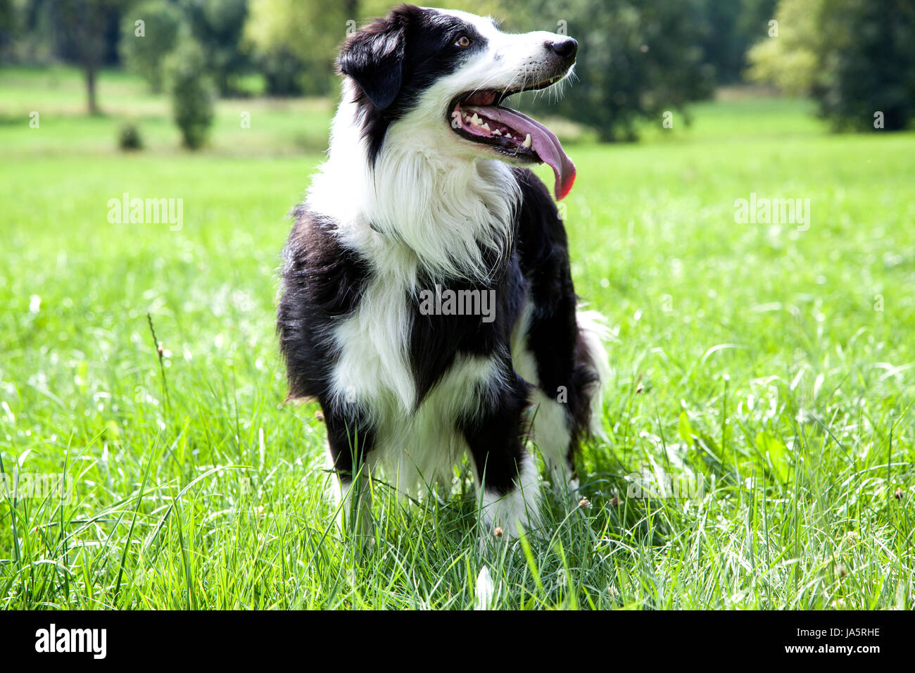 animal, green, teeth, dog, watchman, love, in love, fell in love ...