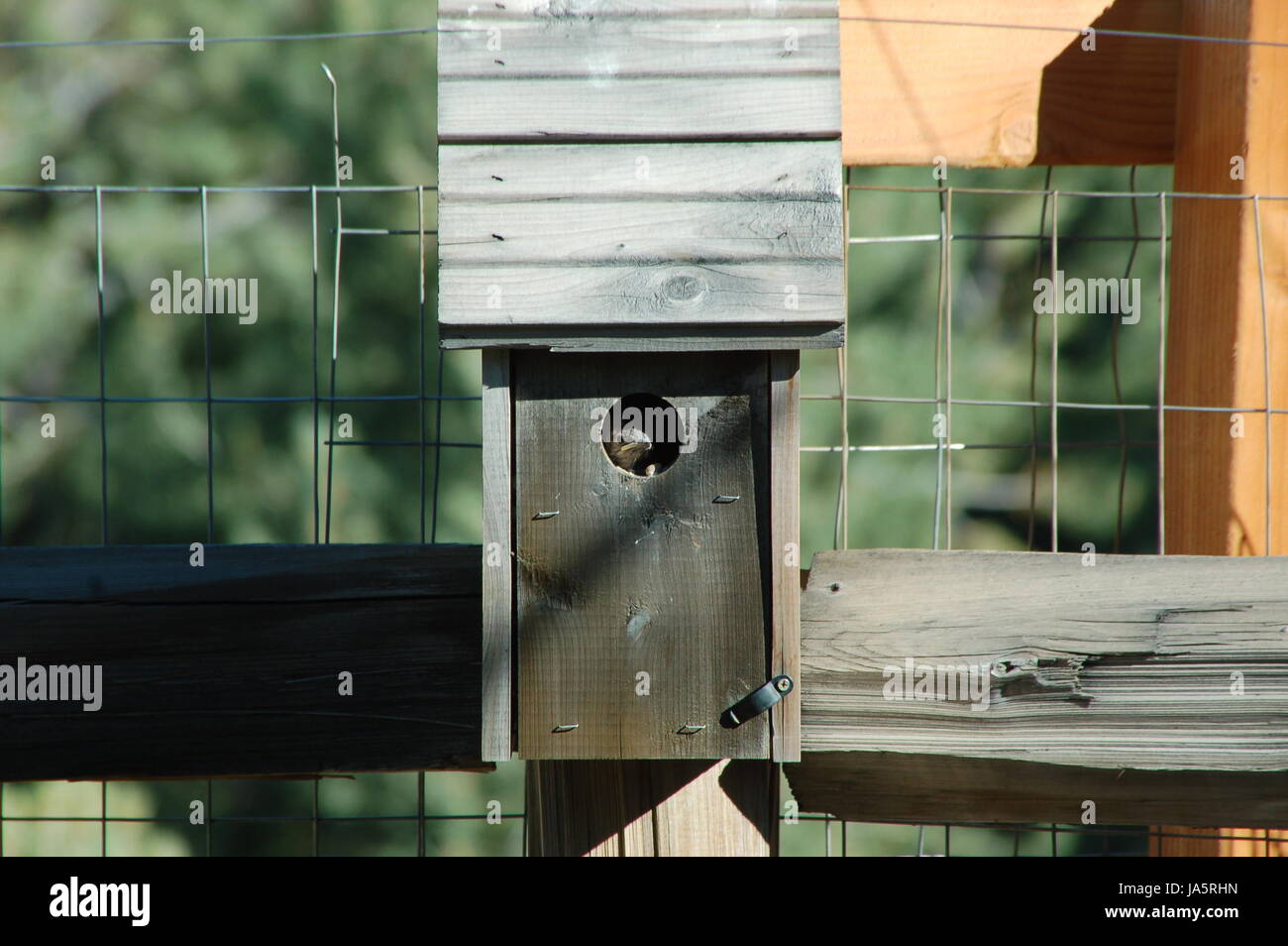 Reno Birds High Resolution Stock Photography and Images - Alamy