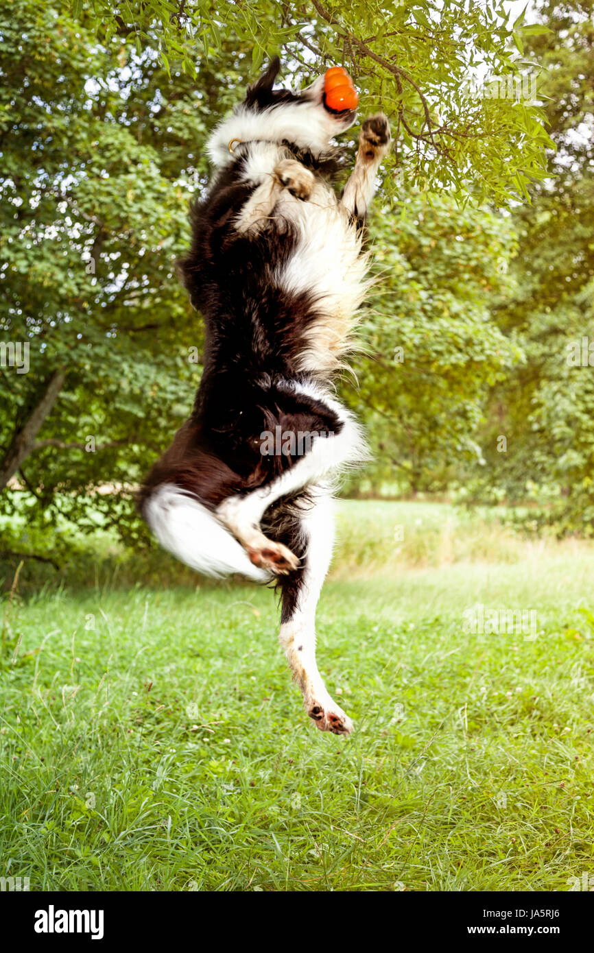 animal, green, teeth, dog, watchman, love, in love, fell in love ...