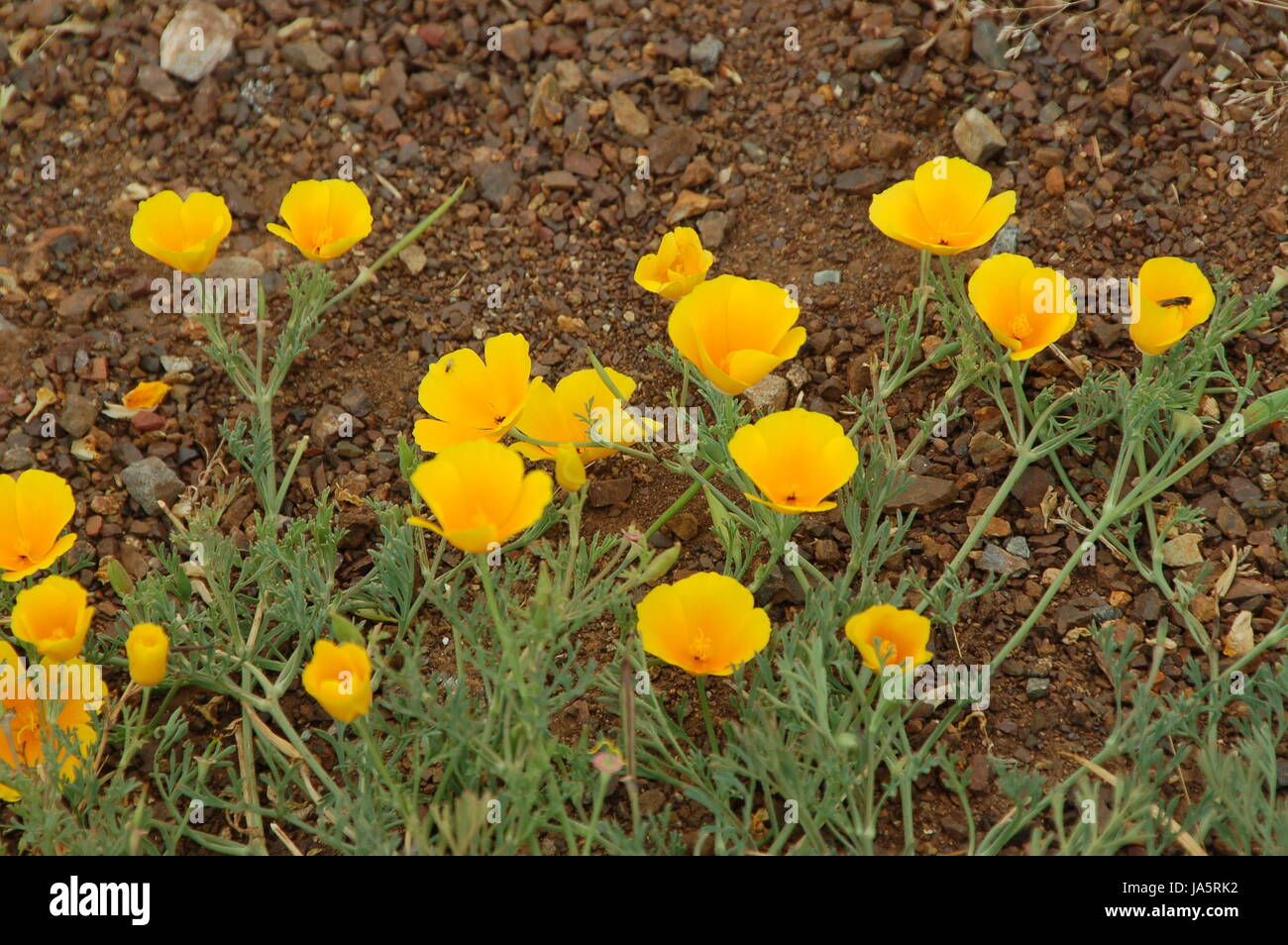 california poppies growing Stock Photo - Alamy