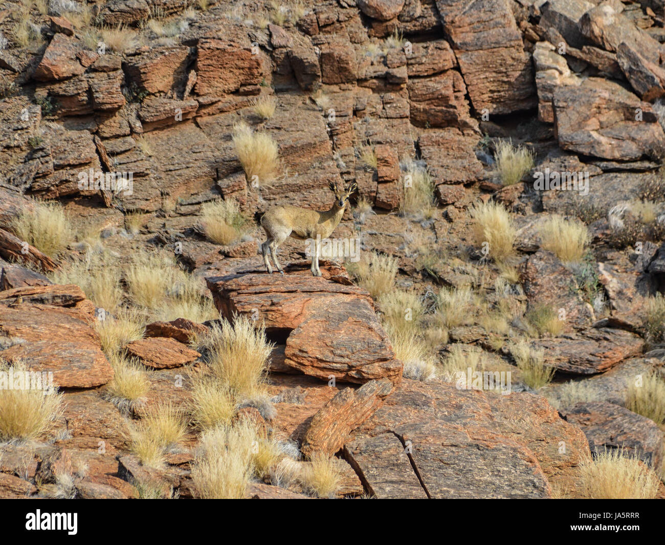 Klipspringer antelope buck hi-res stock photography and images - Alamy