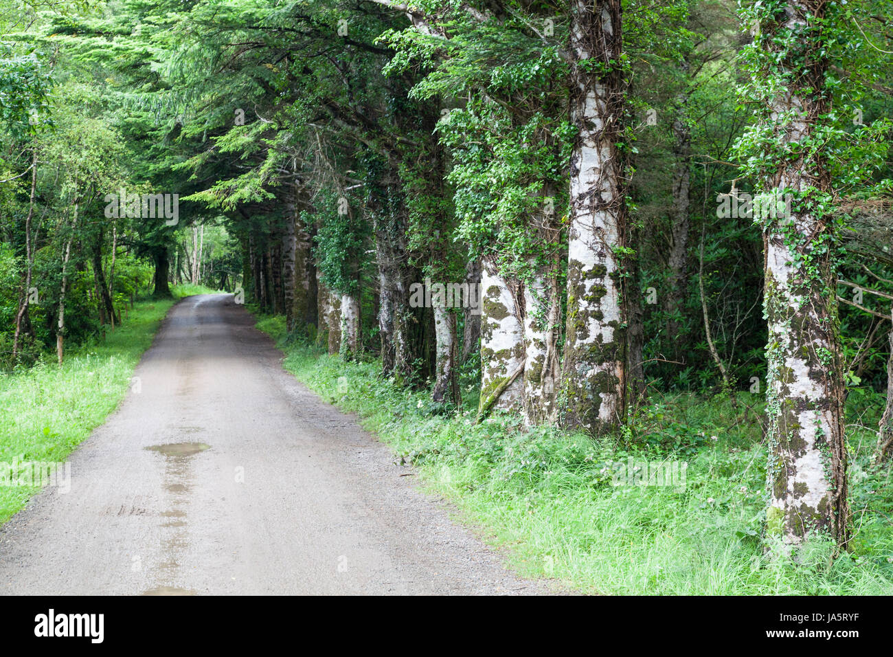 national park, scenery, countryside, nature, tree, trees, green ...
