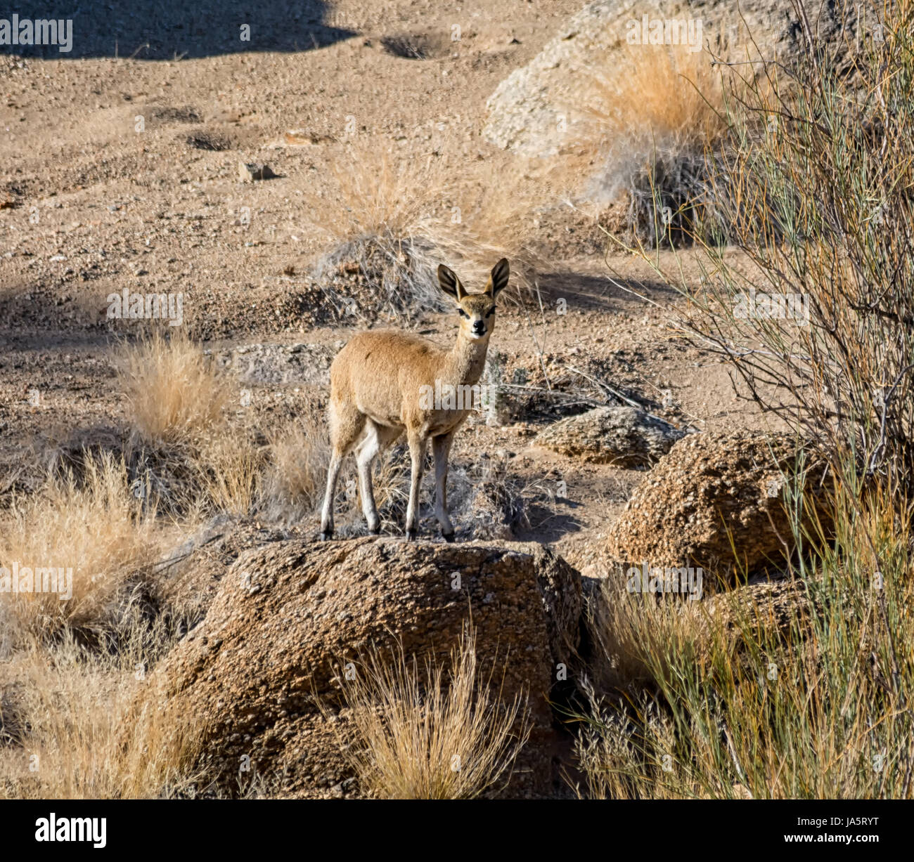 A Klipspringer antelope in Southern Africa Stock Photo - Alamy