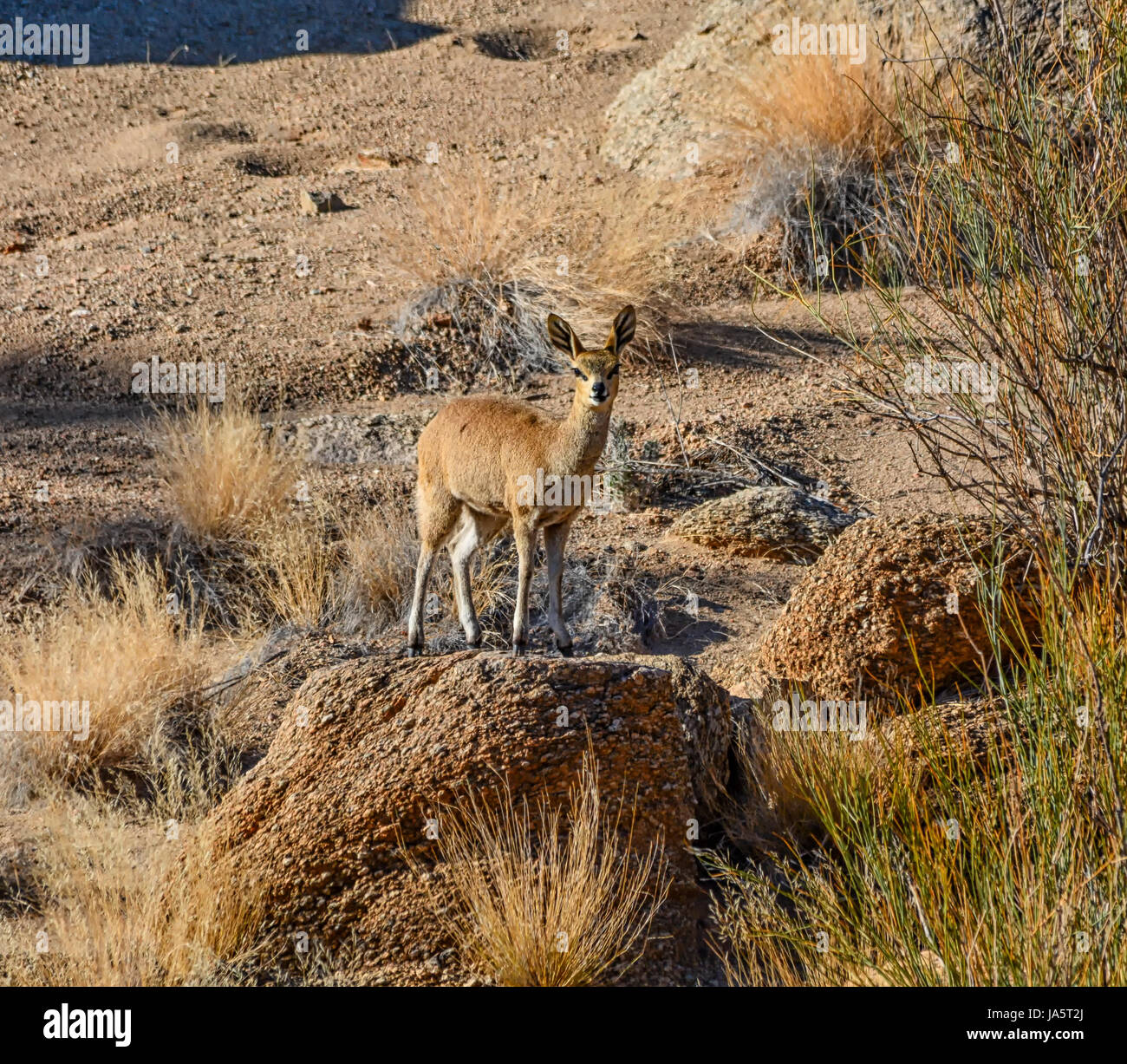A Klipspringer antelope in Southern Africa Stock Photo - Alamy