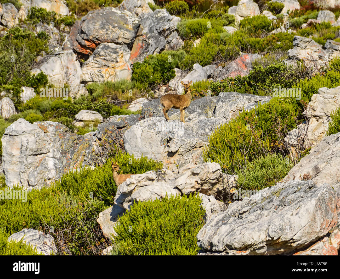 Klipspringer antelope buck hi-res stock photography and images - Alamy