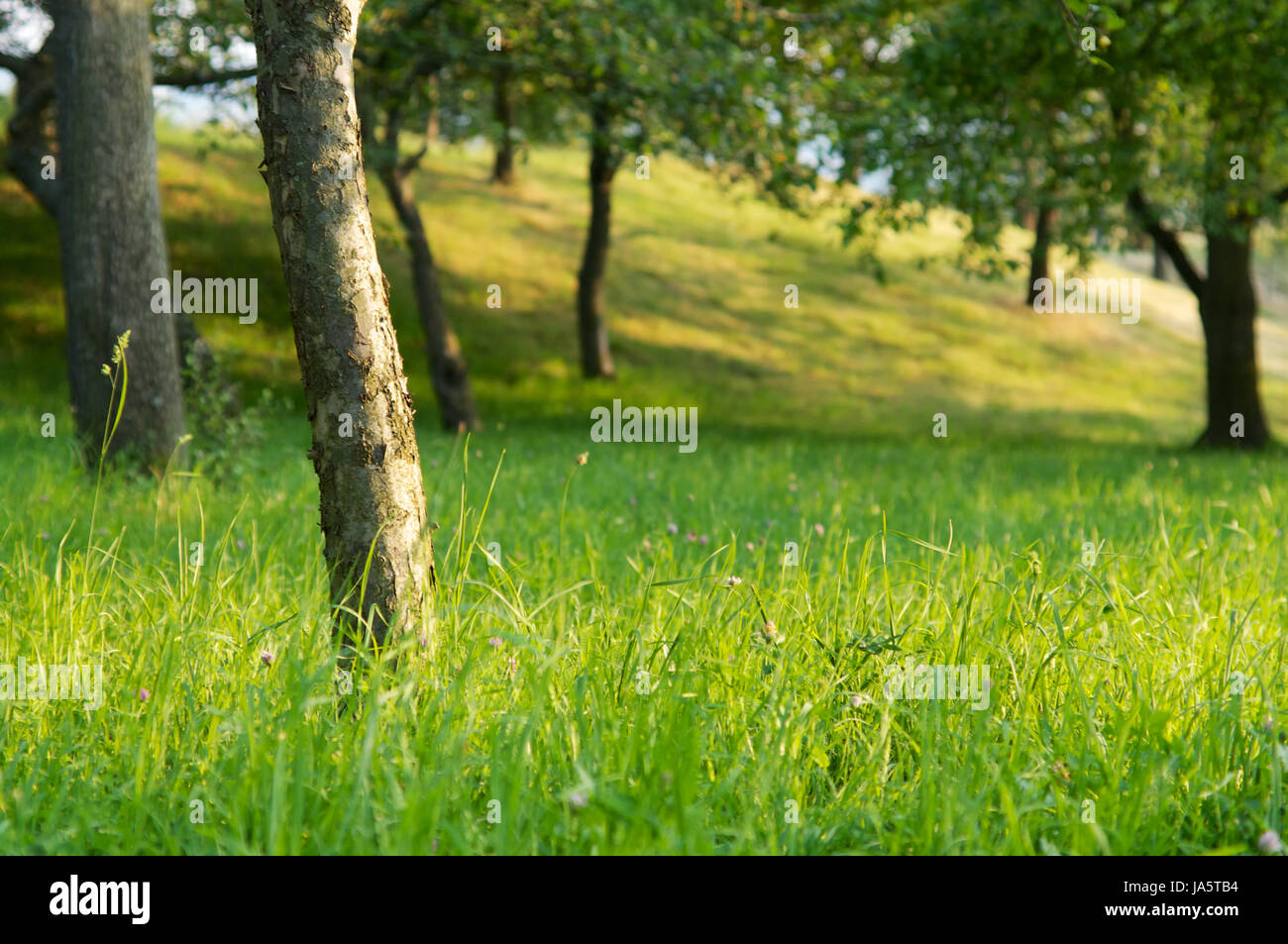 garden, romantic, summer, summerly, biological, apple tree, apples ...