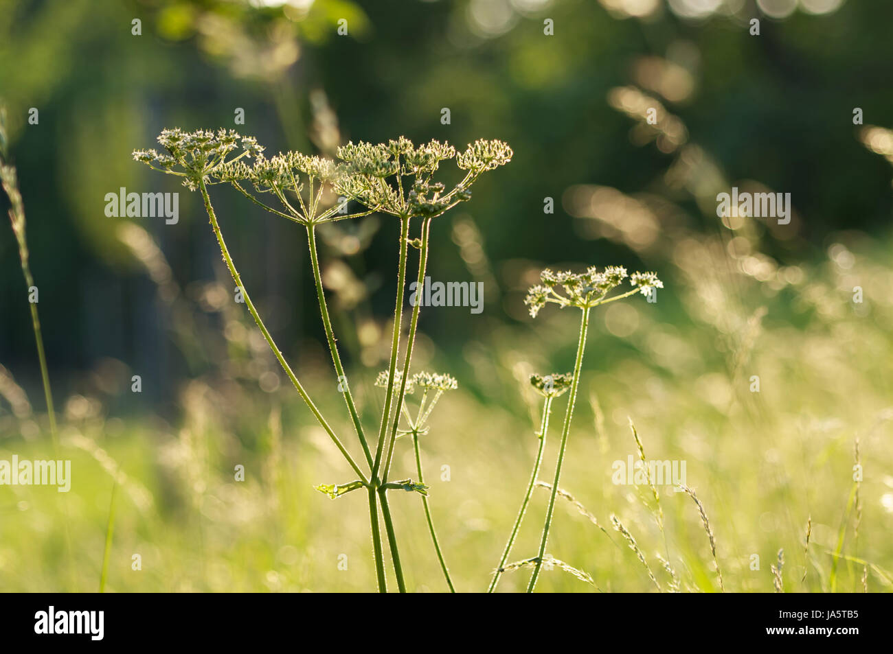 garden, romantic, summer, summerly, biological, apple tree, apples ...