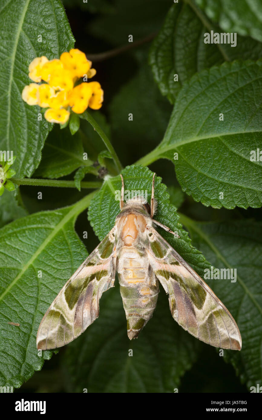 insects, butterfly, animals, moth, legs, insects, butterfly, animals ...