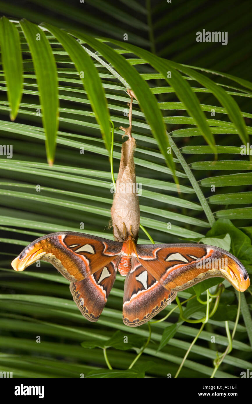 insects, butterfly, animals, moth, big, large, enormous, extreme ...