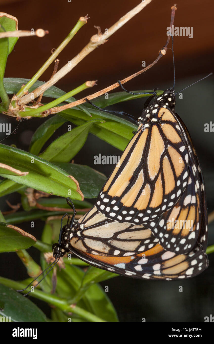 insects, butterfly, animals, moth, legs, environment, enviroment ...