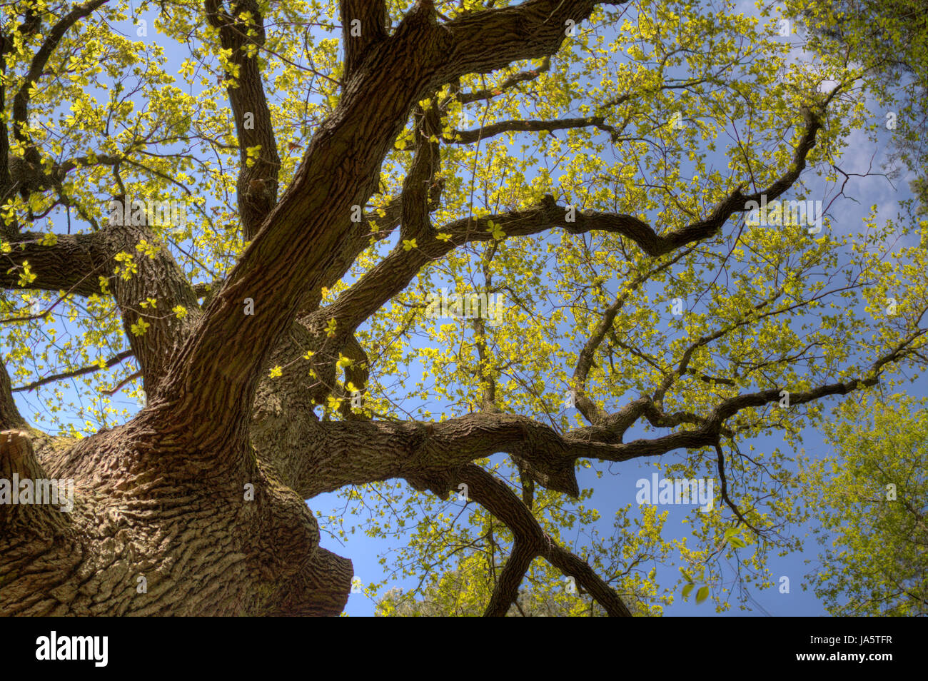 tree, trunk, leaves, head of a tree, plant, environment, enviroment ...