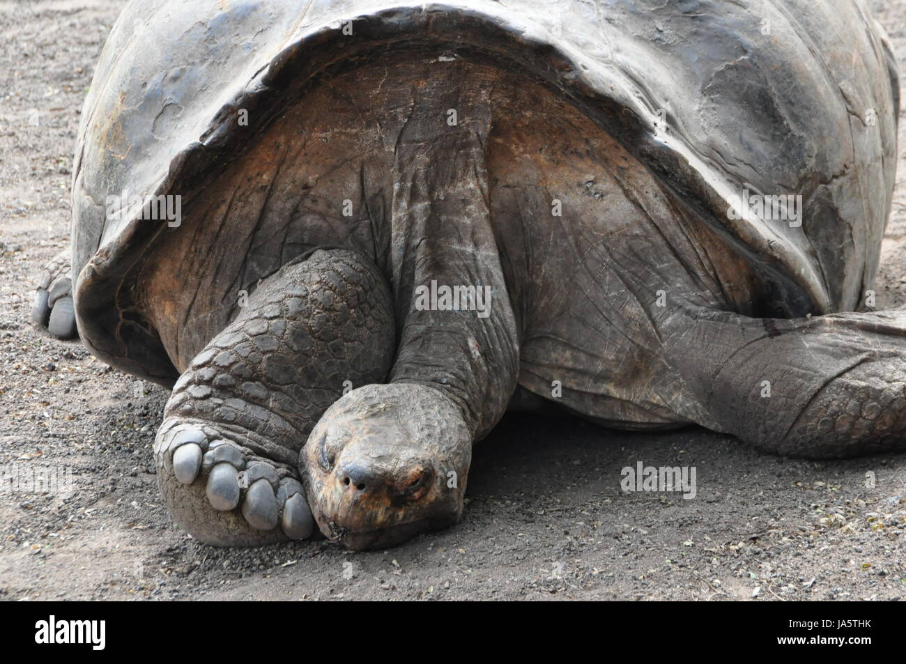 exhausted giant tortoise Stock Photo - Alamy