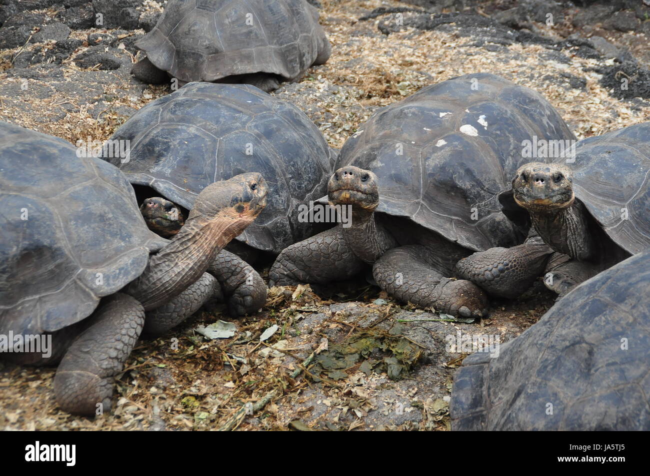Discussion animals hi-res stock photography and images - Alamy