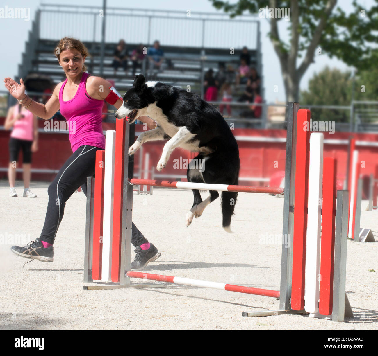 sport, sports, dog, spring, bouncing, bounces, hop, skipping, frisks ...