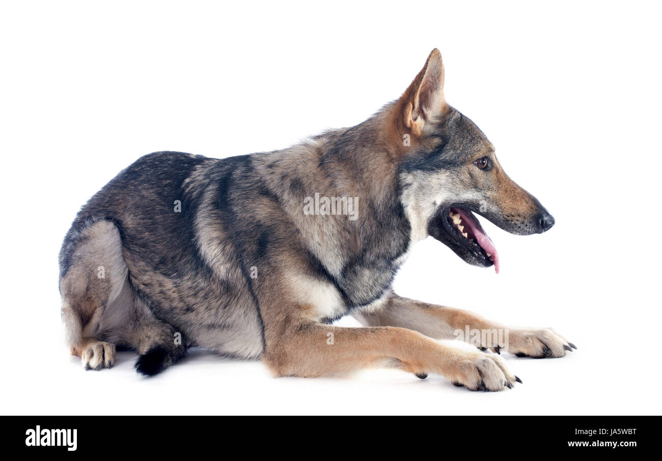 dog, wolf, danger, beautiful, beauteously, nice, slovakia, studio, one ...