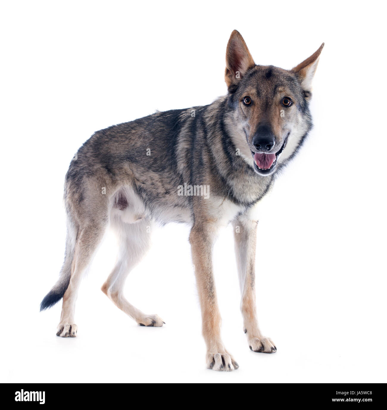 Czechoslovakian wolf dog Cut Out Stock Images & Pictures - Alamy