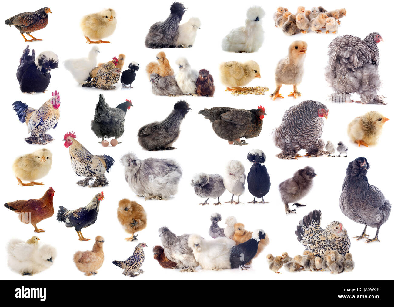 group of chicken and roster on a white background Stock Photo - Alamy