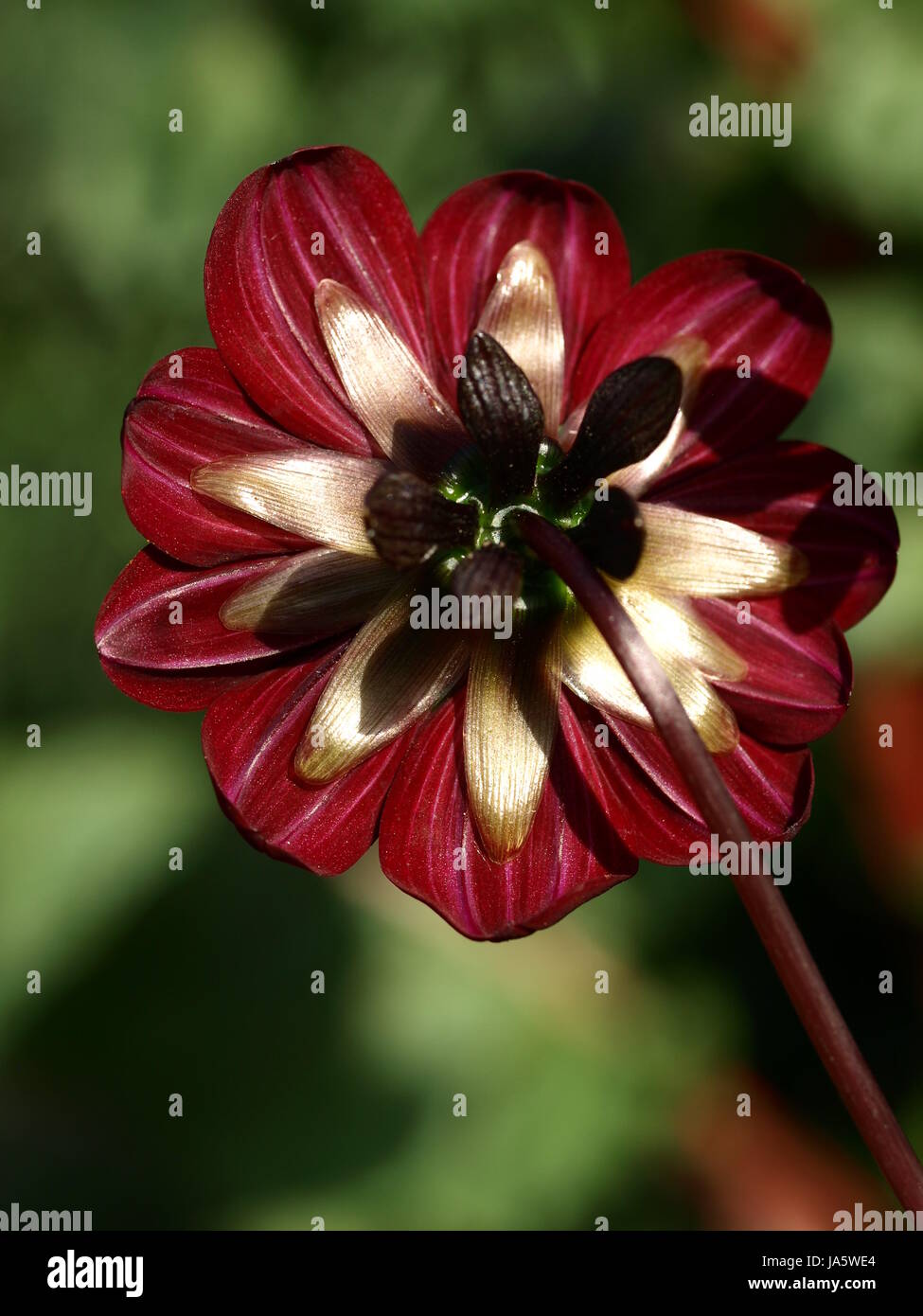 a beautiful back Stock Photo - Alamy