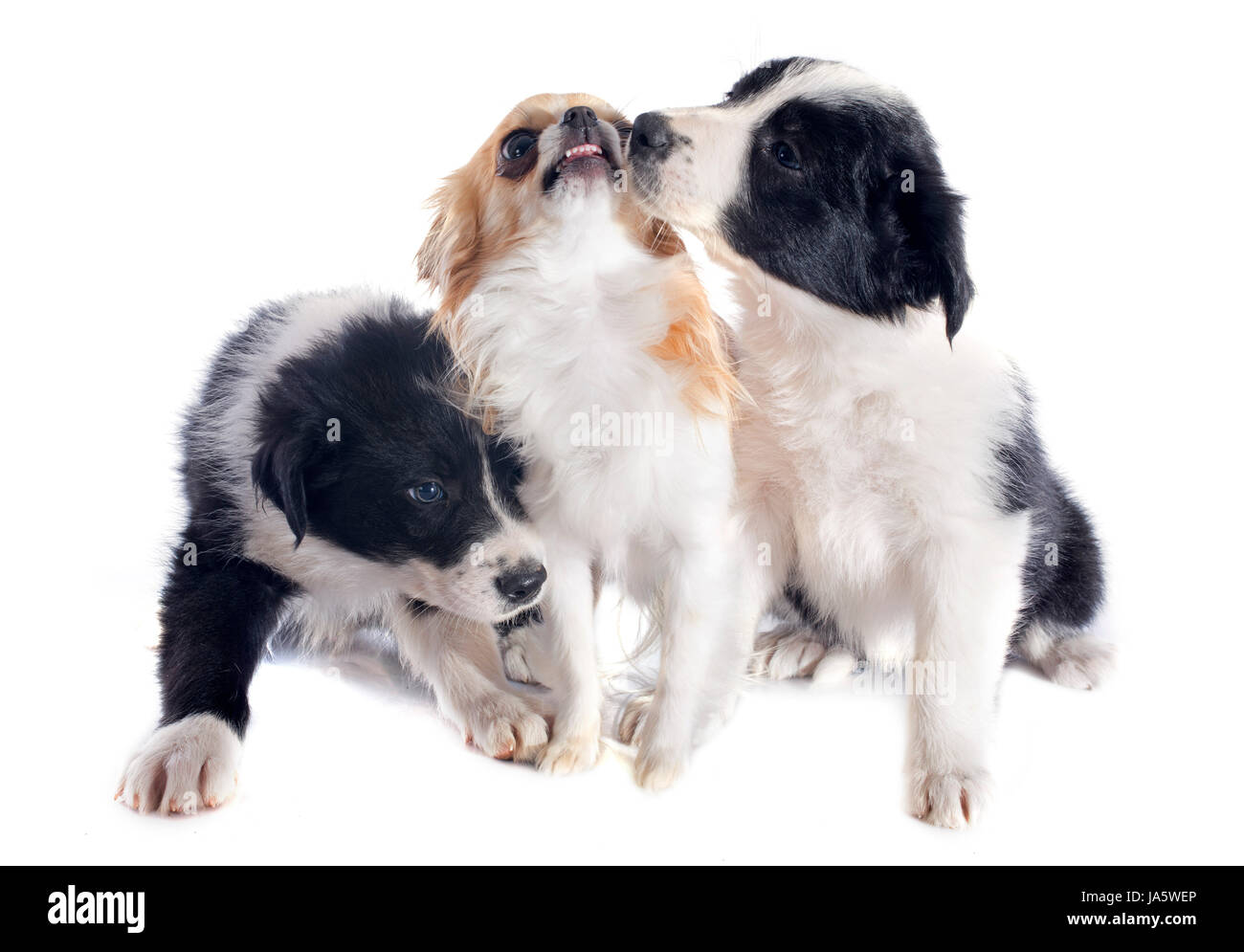 Black dog angry hi-res stock photography and images - Alamy