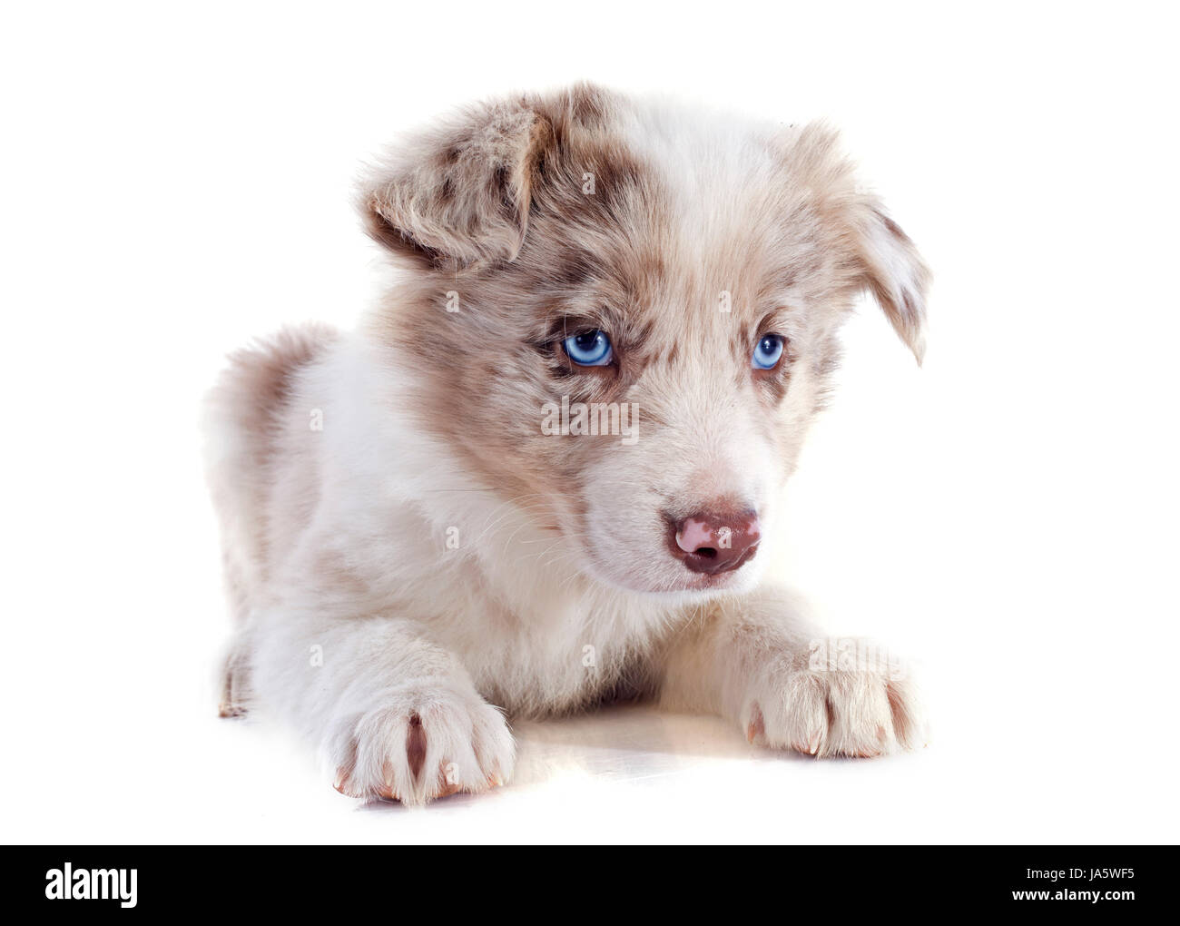 dog, sleep, sleeping, puppy, tired, facilitate, ease, resting, relax ...