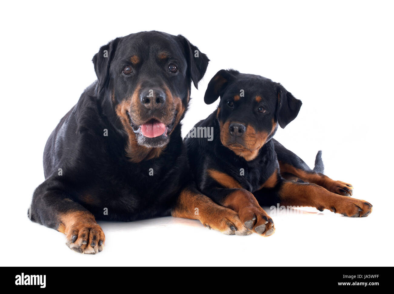 dog, adult, puppy, adults, rottweiler, licking, two, friendship, female ...
