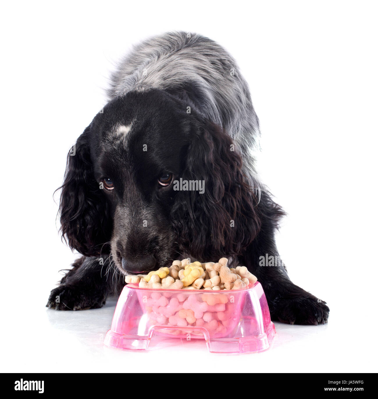 English cocker spaniel eats dry hi-res stock photography and images - Alamy