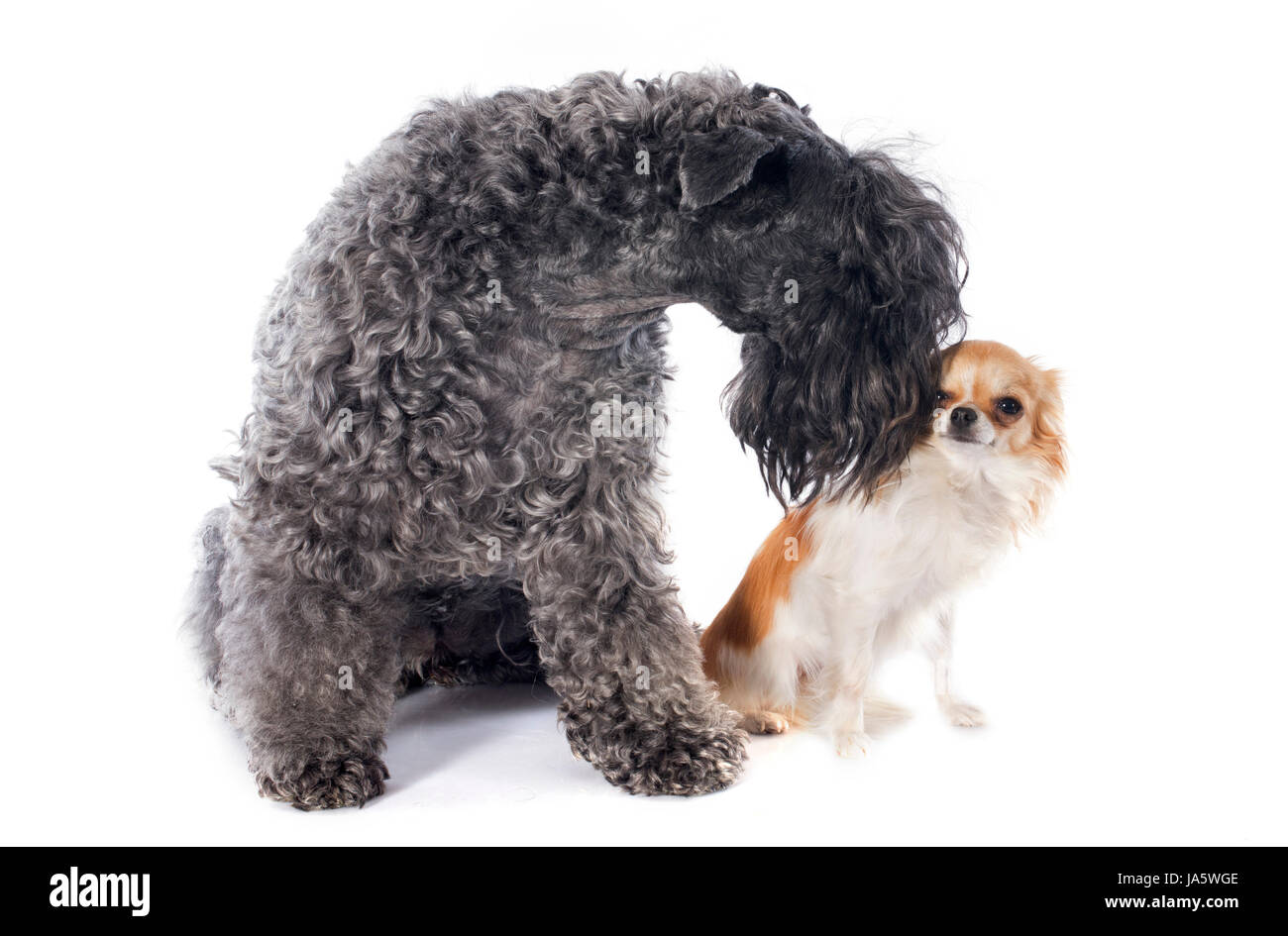 Two hunting dogs sit hi-res stock photography and images - Alamy