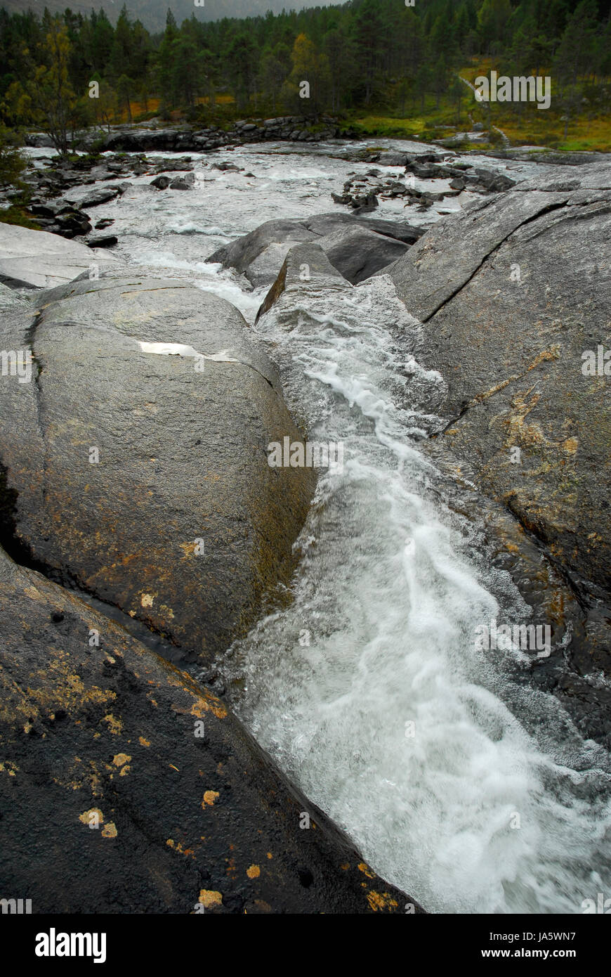 tree, trees, rock, norway, rapids, river, water, tree, trees, plant ...