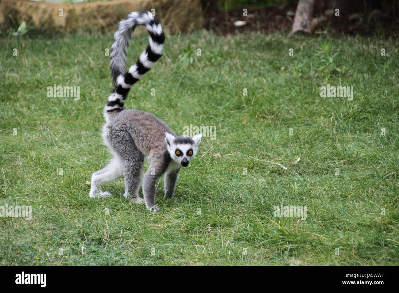 katta in action Stock Photo - Alamy