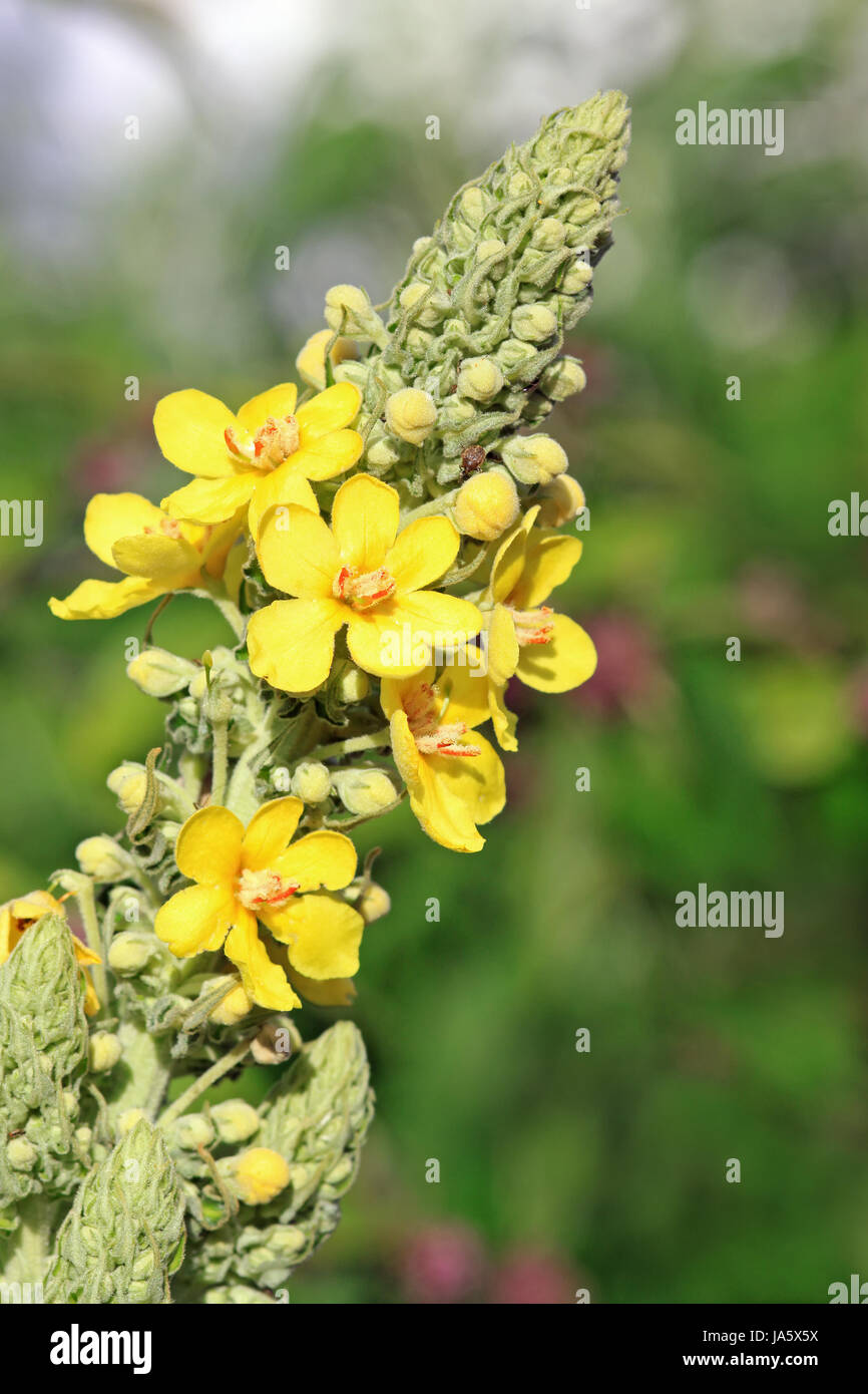 Mullein weed hi-res stock photography and images - Alamy
