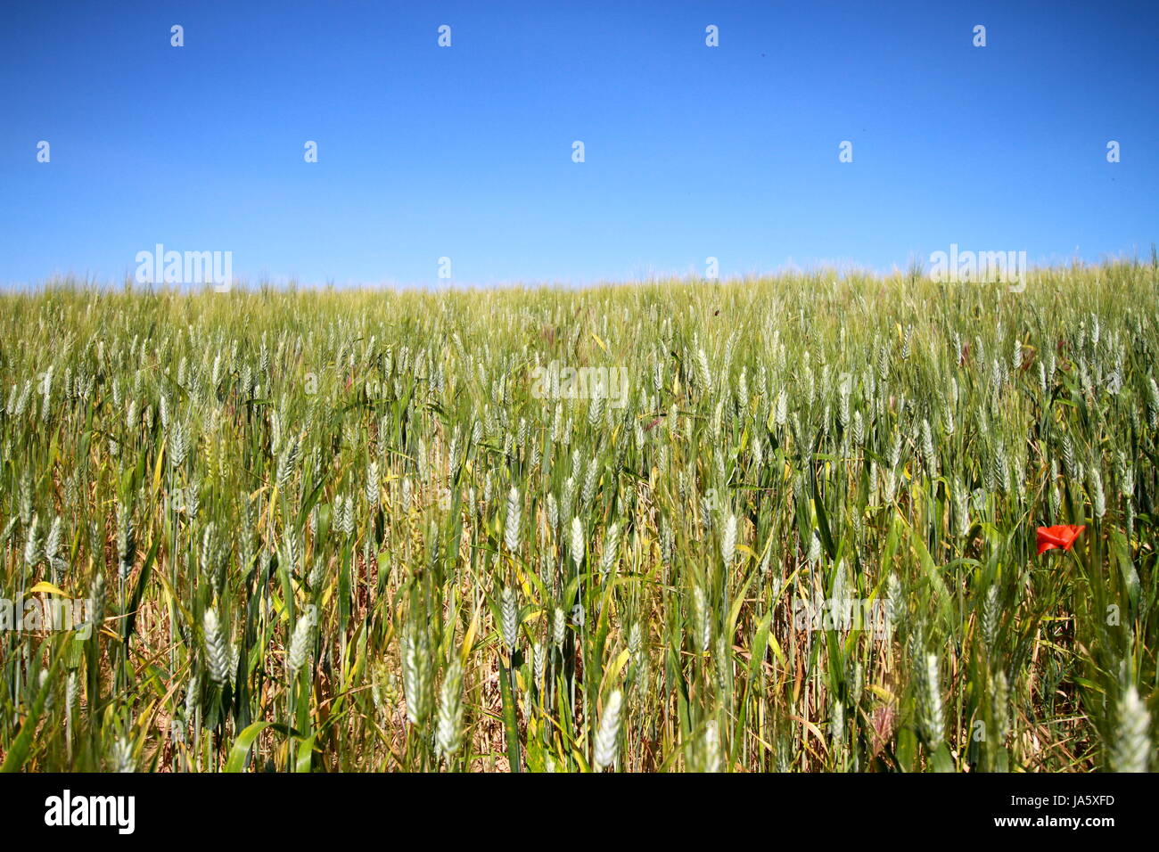 bucolic, plant, agriculture, farming, grain, corn field, land, realty ...
