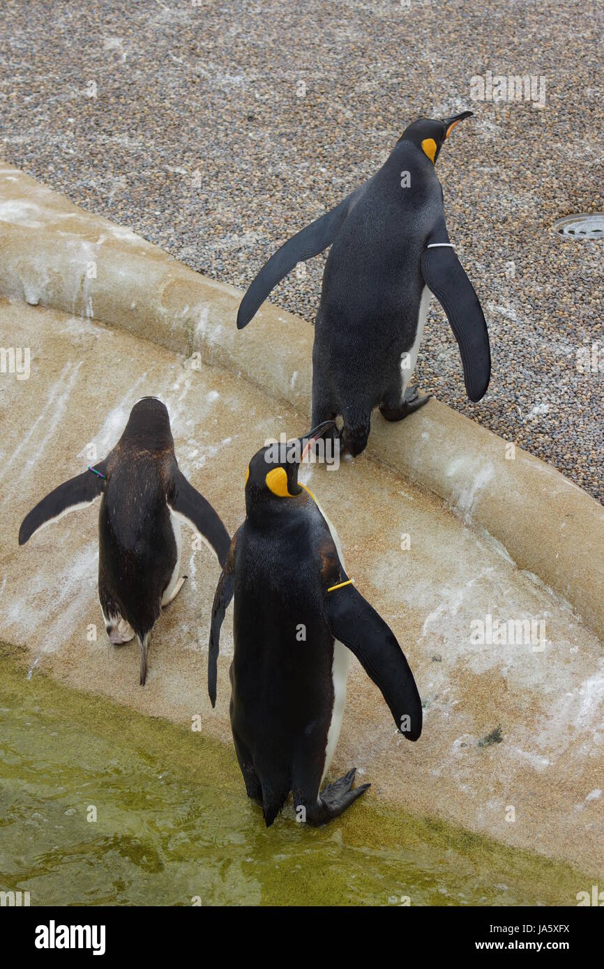 big, large, enormous, extreme, powerful, imposing, immense, relevant ...