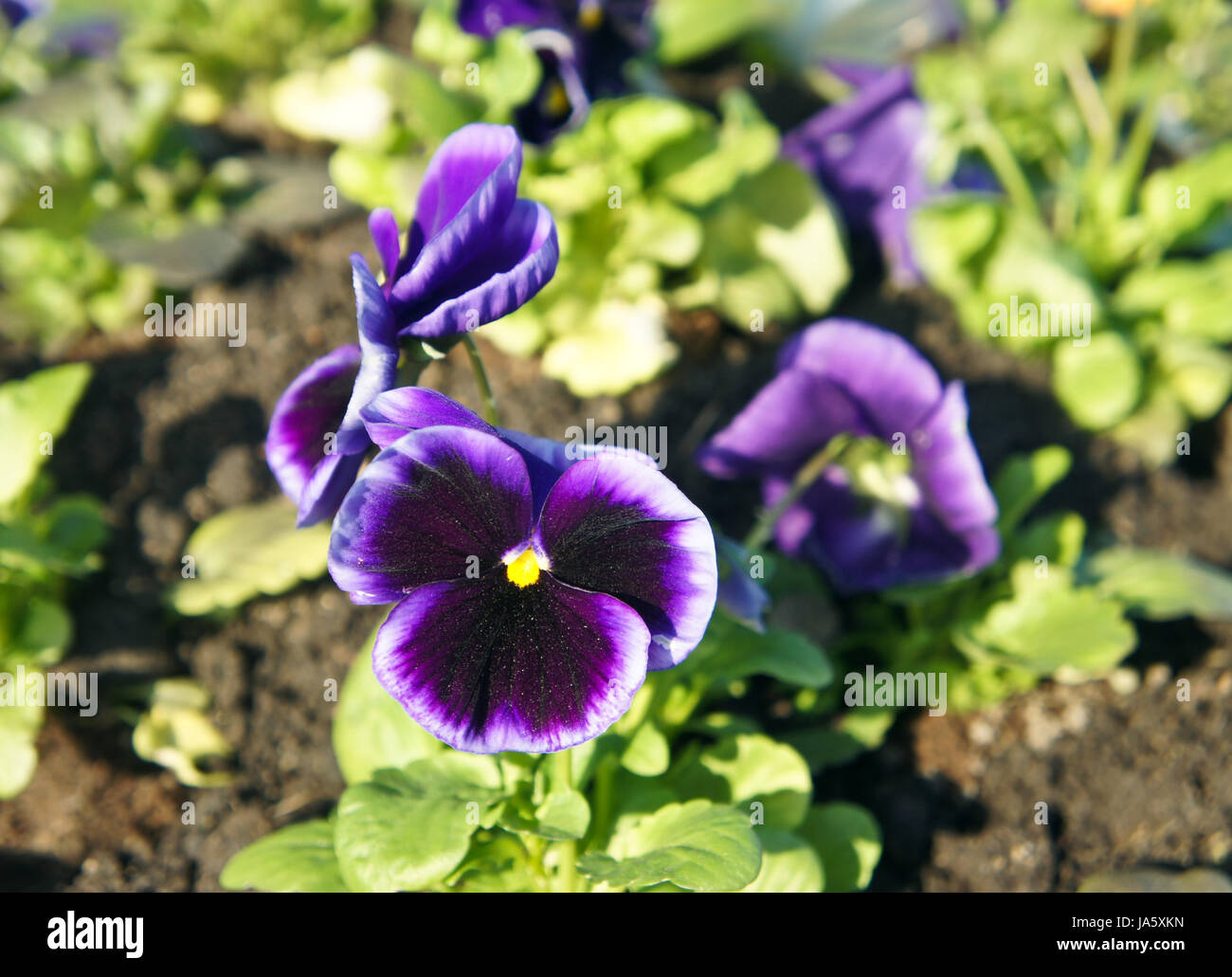 Purple violet orange rose blue hi-res stock photography and images - Alamy