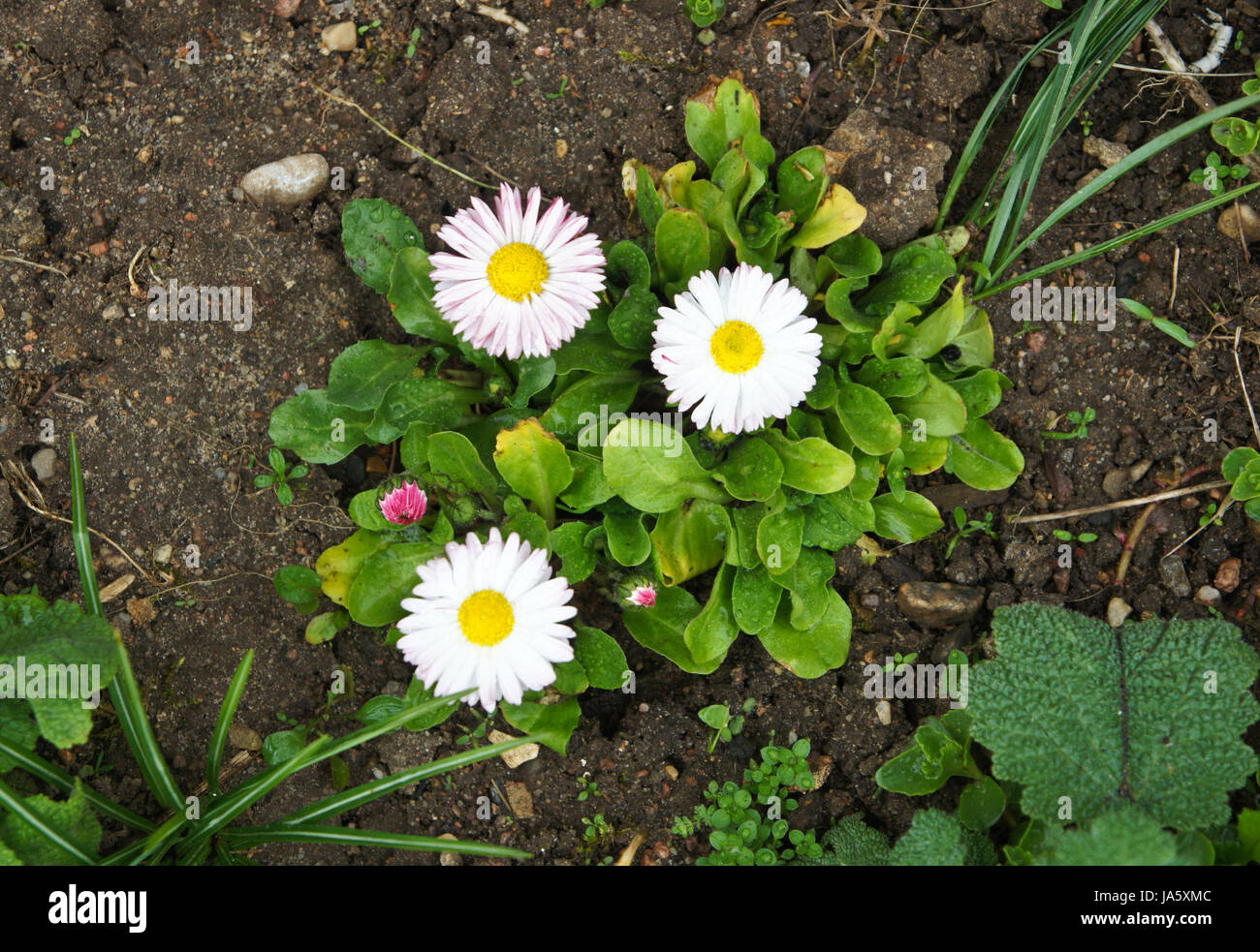 Daisy flowers perennial Stock Photo - Alamy