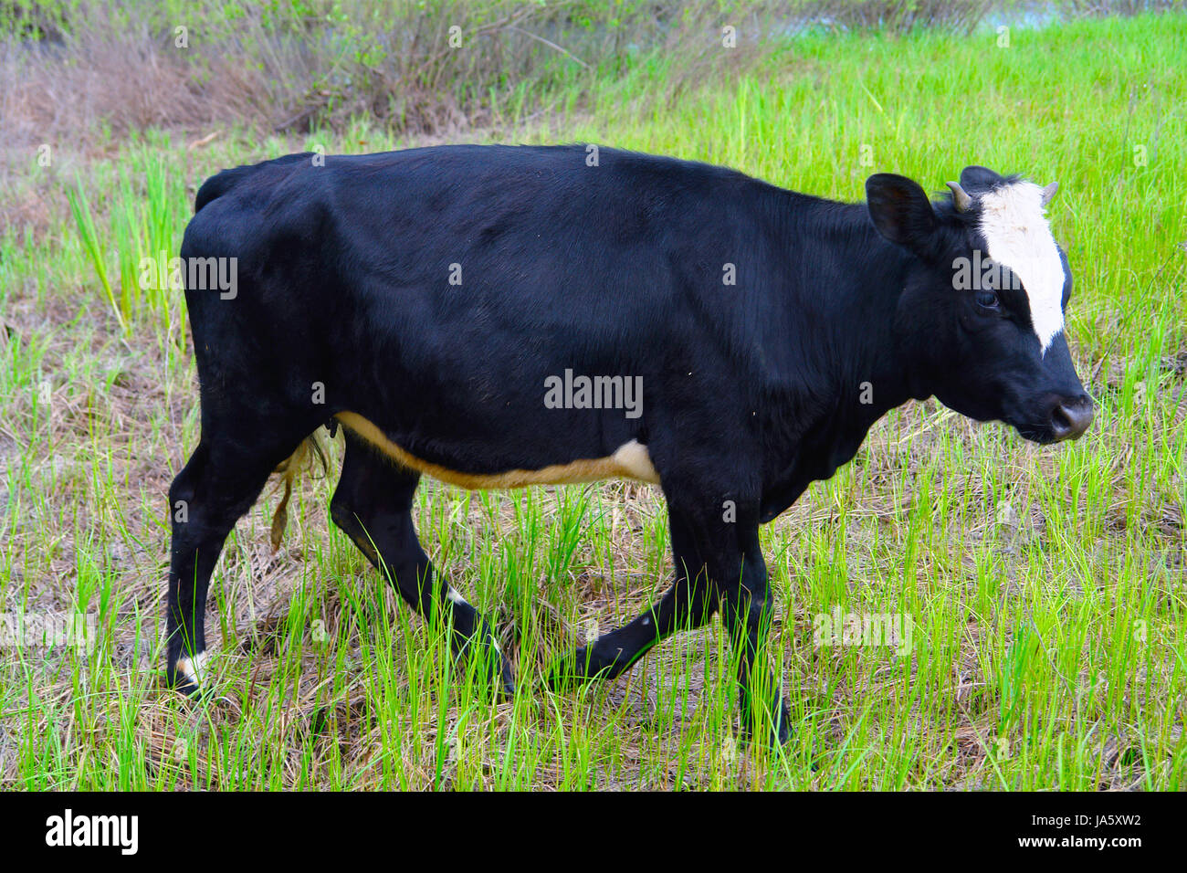 The cow of black color Stock Photo - Alamy