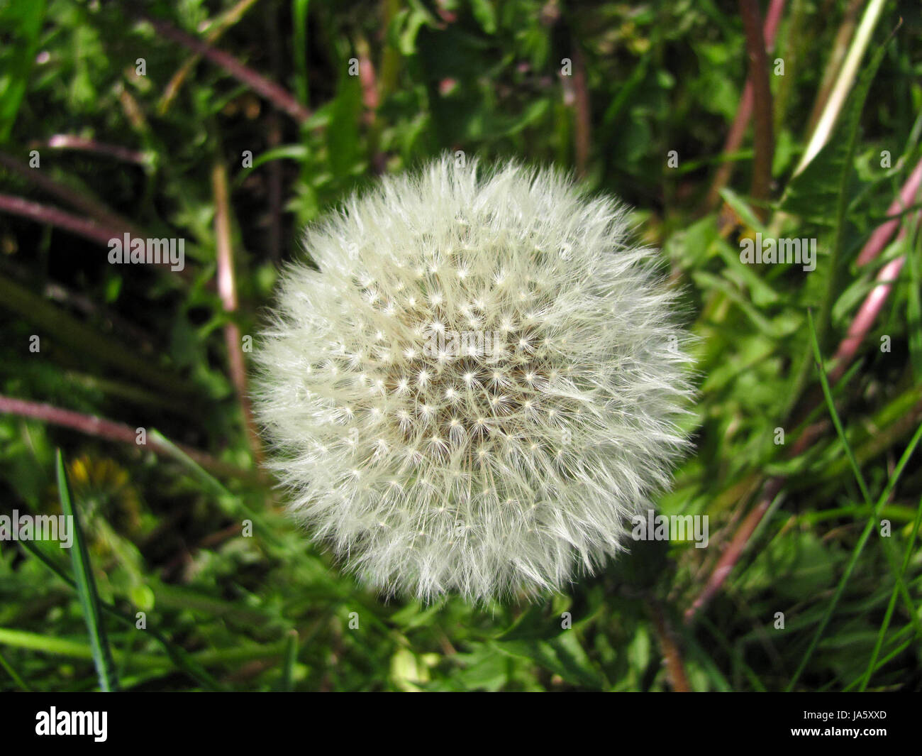 dandelion flower, white Stock Photo - Alamy