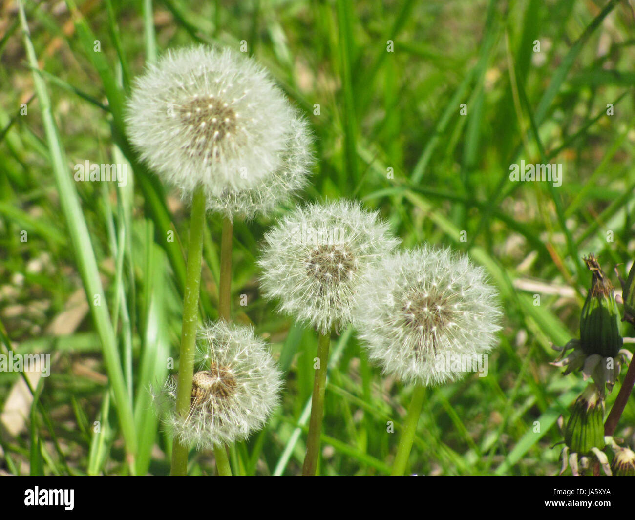 dandelion flower, white Stock Photo - Alamy